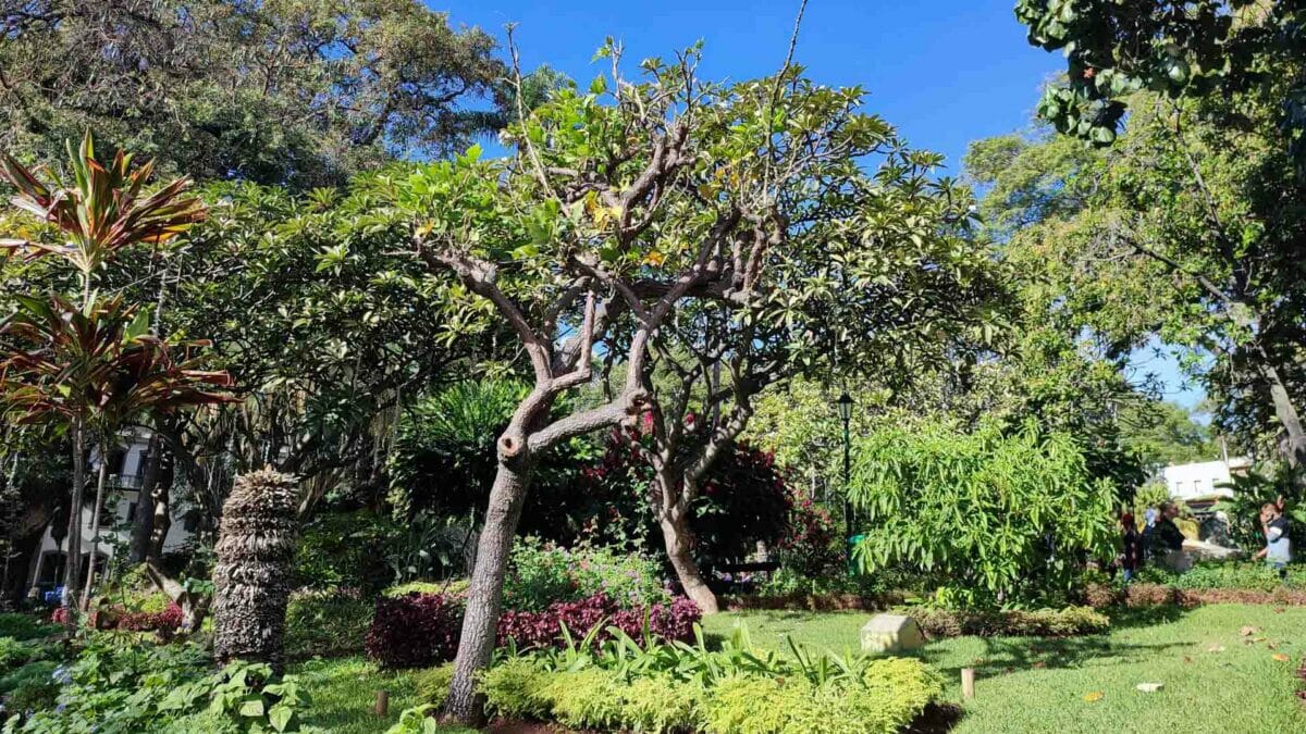 Best things to do in Funchal Madeira: the full guide