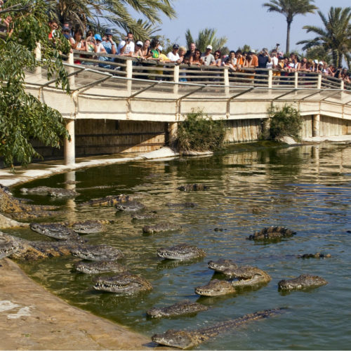 Djerba Explore Park and Crocodile Farm | TUI BLUE Blog