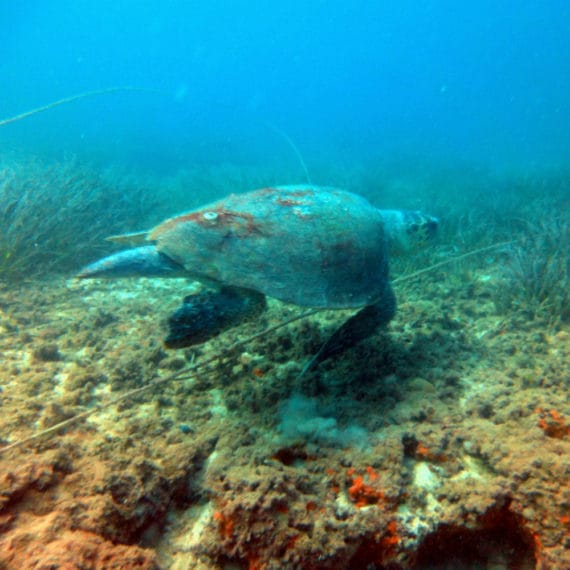 Scuba Diving in Tunisia: Exploring Underwater Worlds