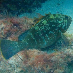 Scuba Diving in Tunisia: Exploring Underwater Worlds