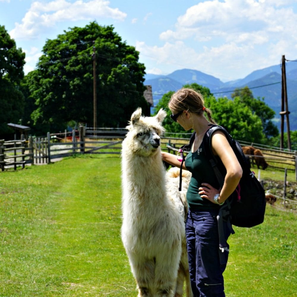 Lamatrekking in der Steiermark: Lama ohne Drama